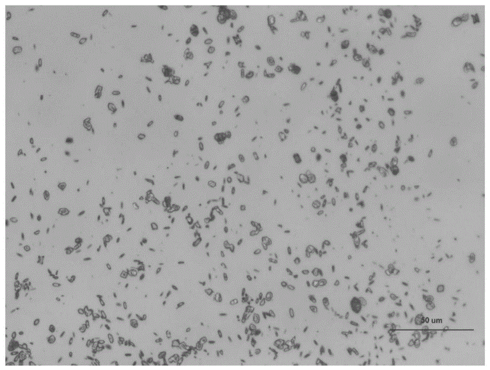 CN115998633A - Sunscreen cream based on anhydrous guanine crystal ...