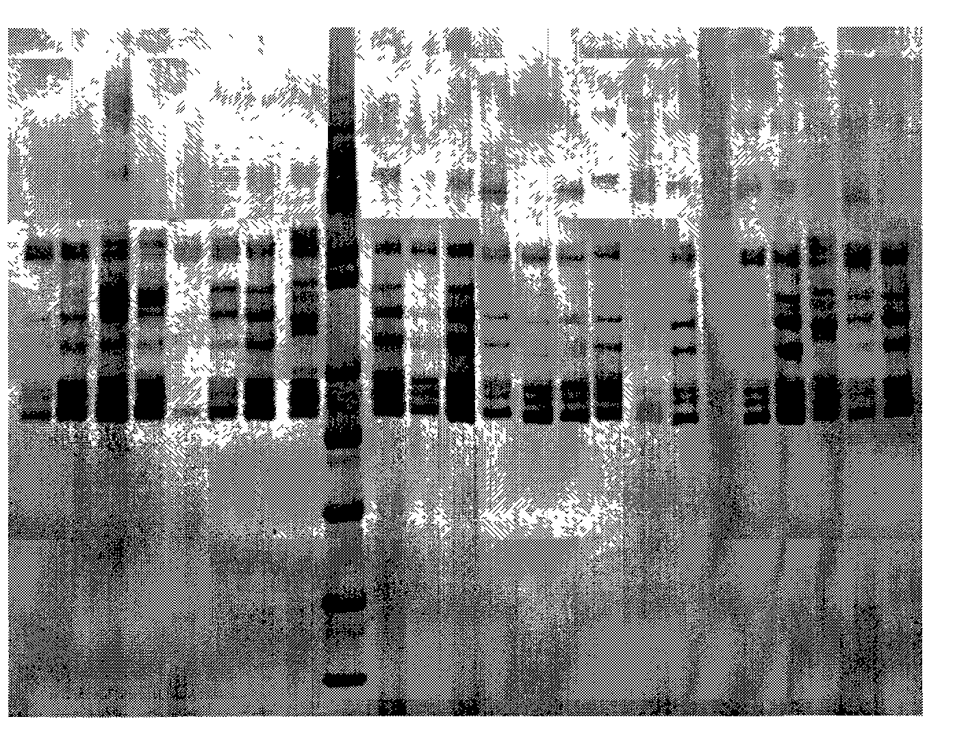 CN101477001A - DNA silver staining method - Google Patents