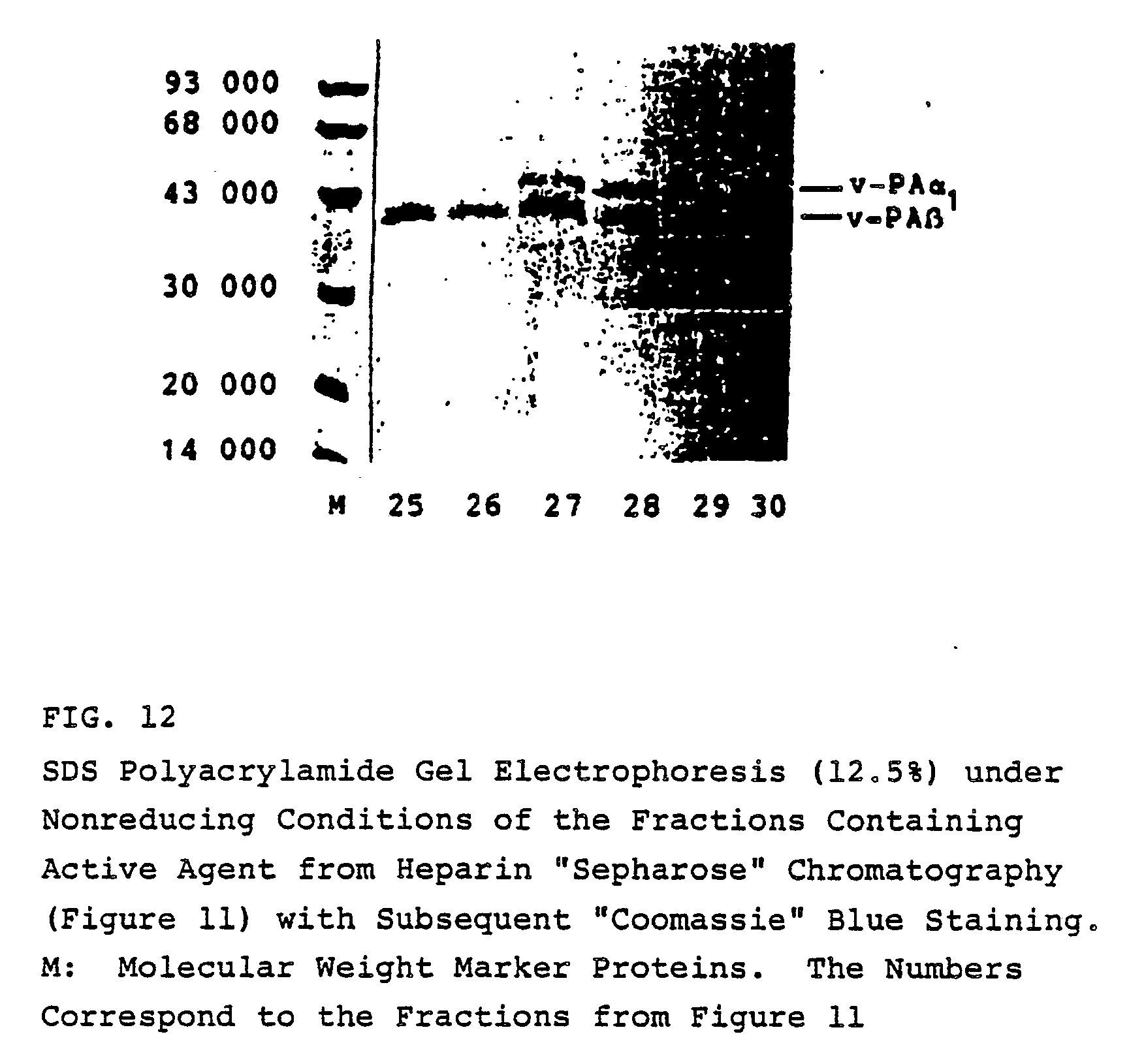 EP0383417A1 - Vampire bat salivary Plasminogen activator vPA-alpha 1 ...