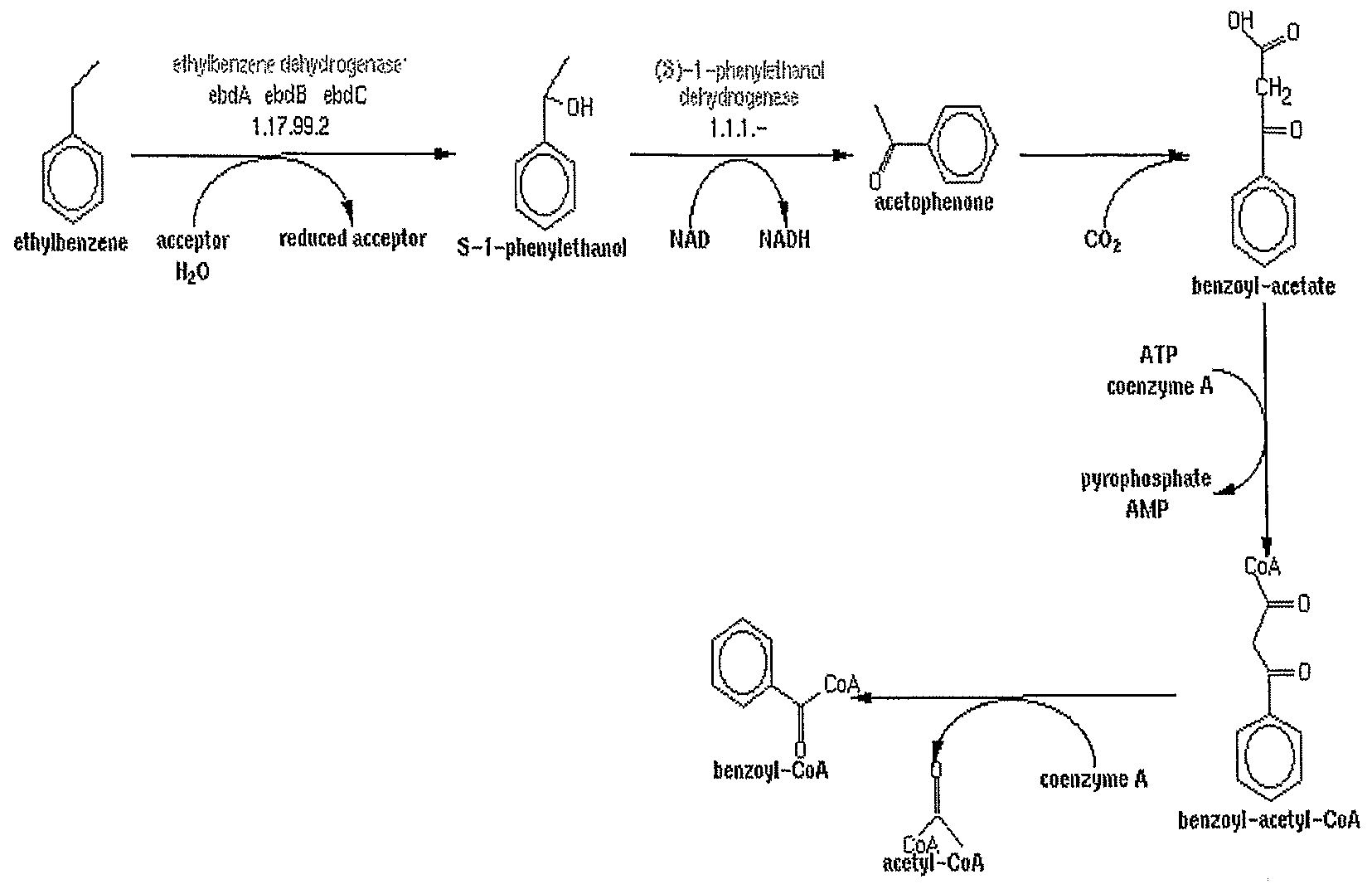 WO2005013671A1 - Biosequestration and organic assimilation of ...