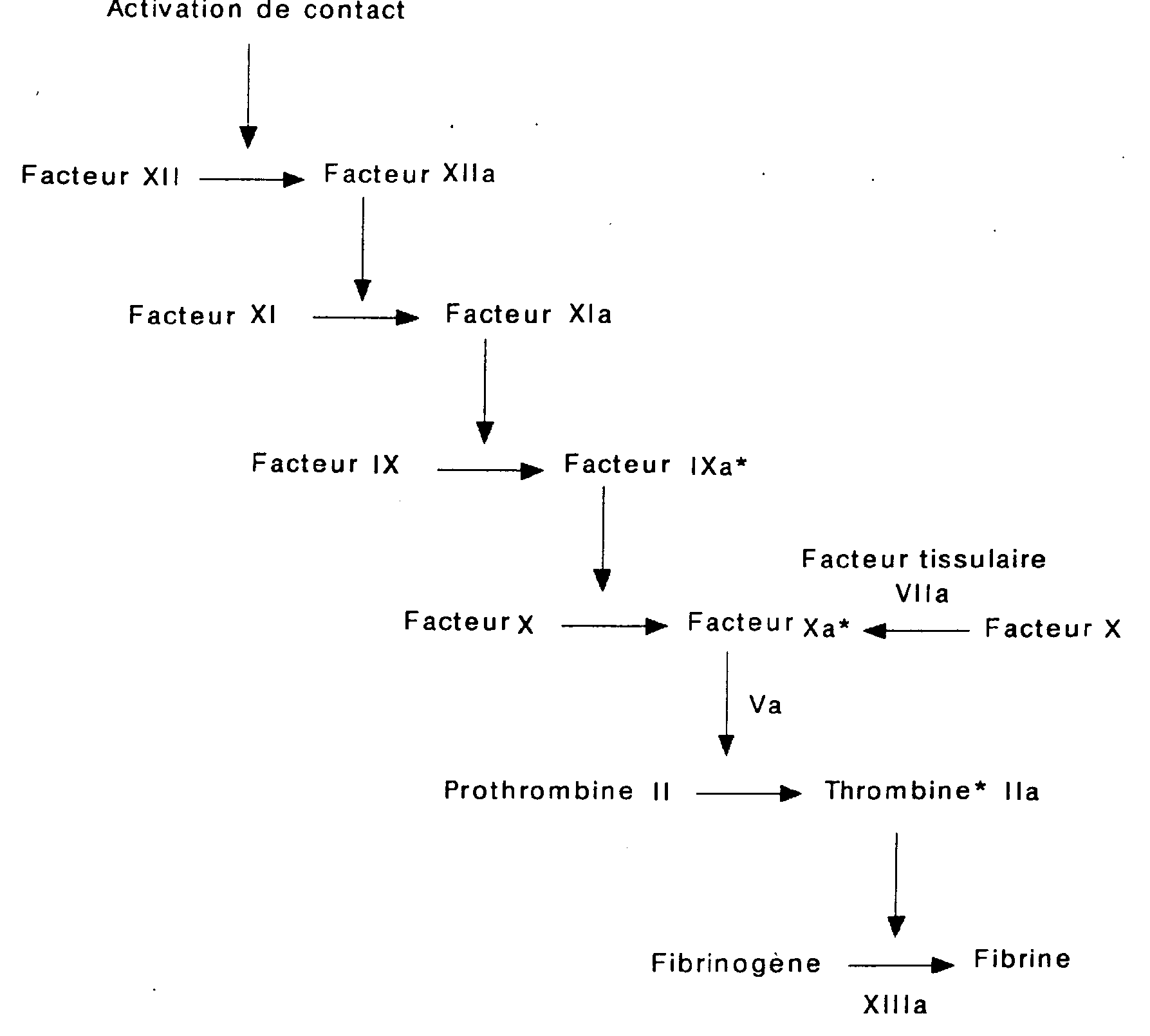 Coagulation Sanguine; blood clotting; blood clottings; clotting, blood ...