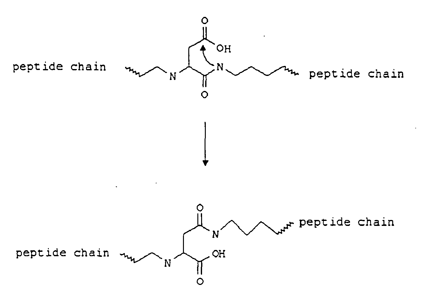Isoaspartic Acid