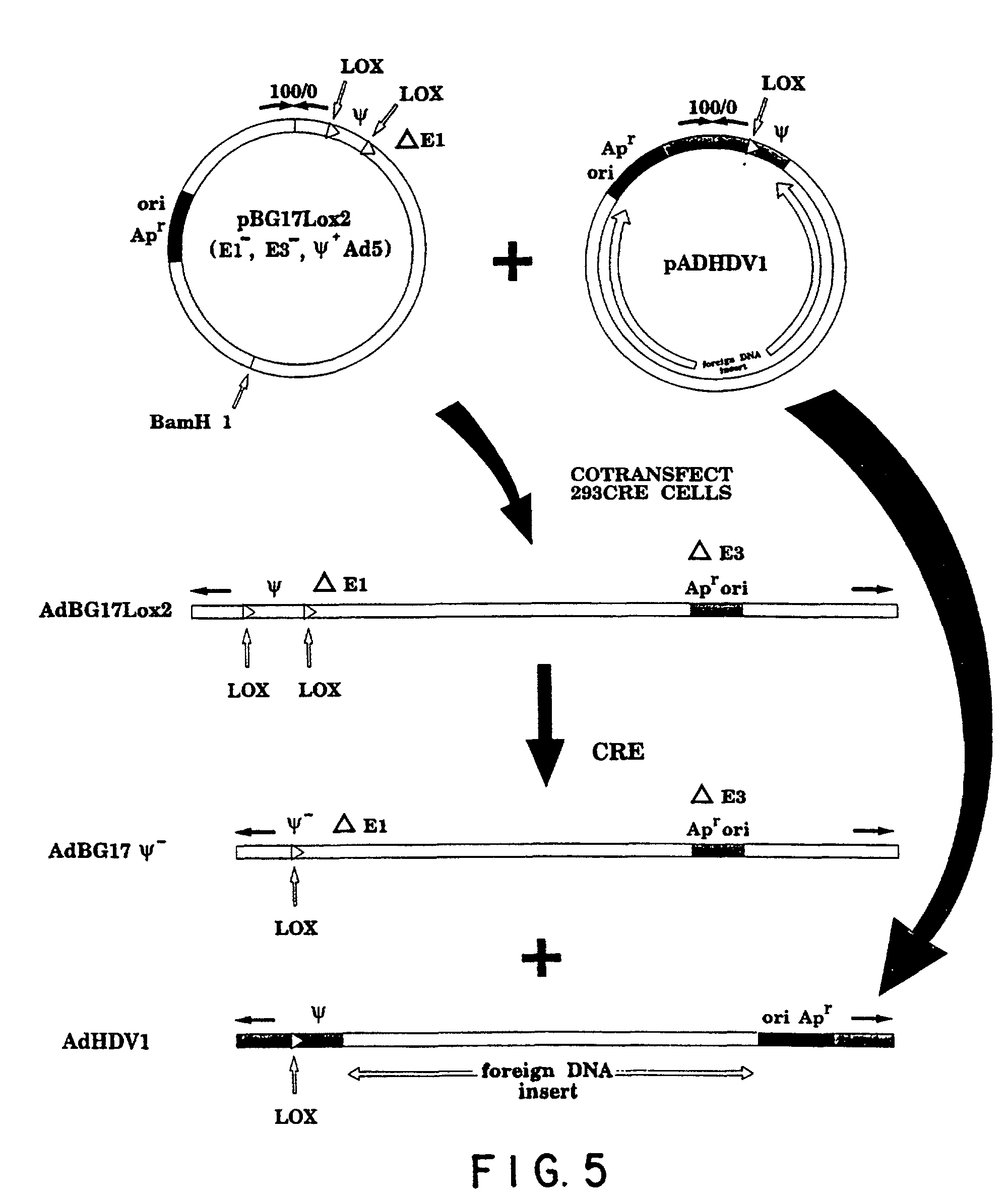 Patent EP0832267B1 - Adenovirus vectors for gene therapy - Google Patents