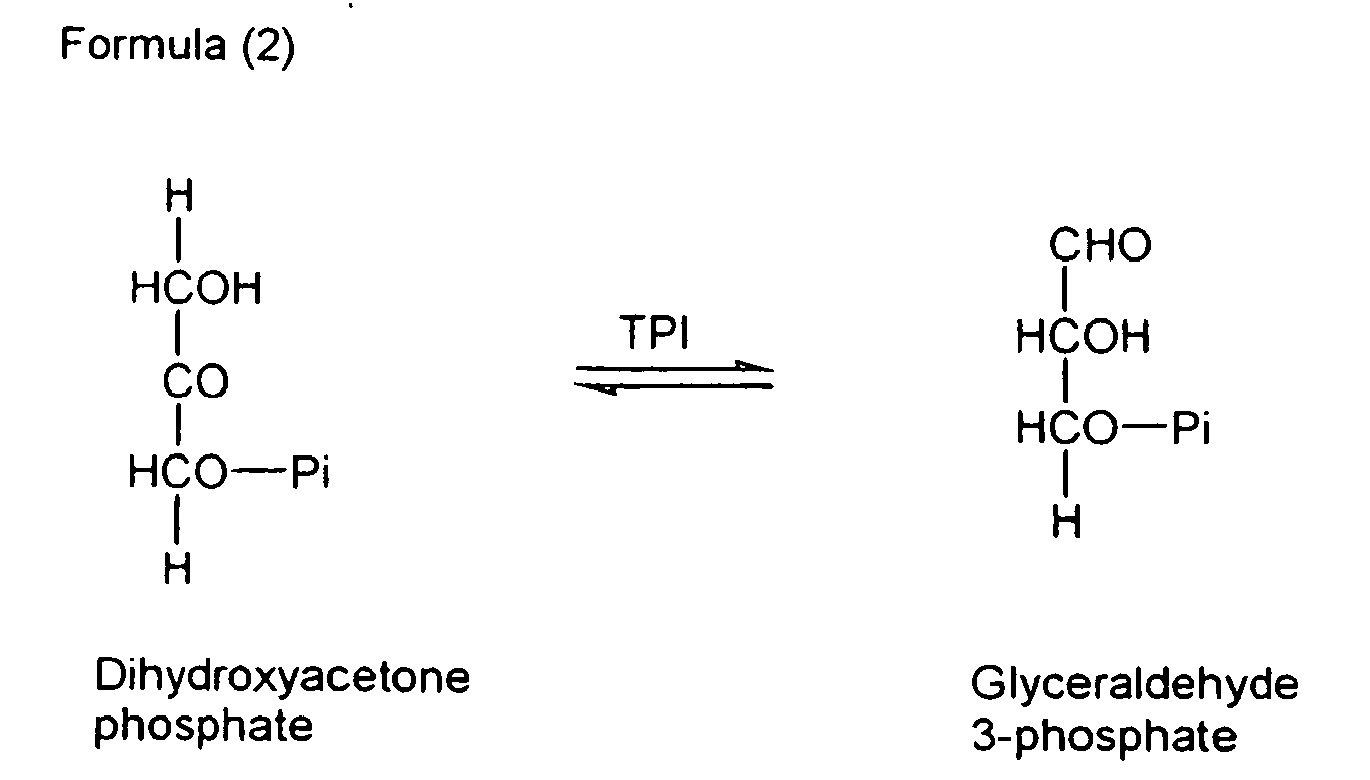 triose - phosphate isomerase