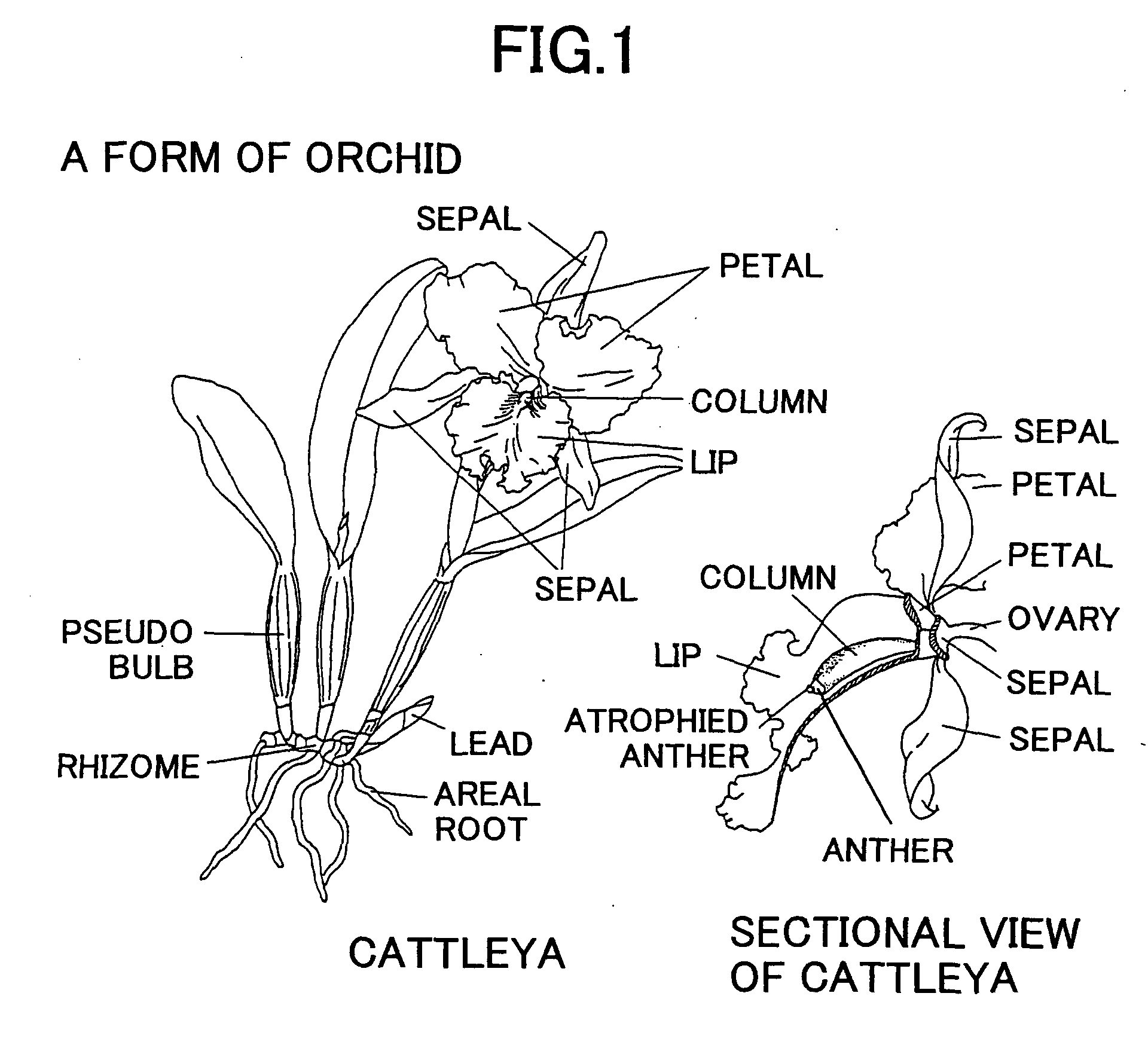 Patent EP1541015A1 - Method of constructing orchid haploid by treating ...