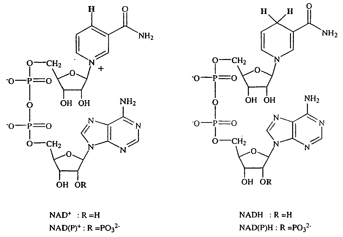 Nadph Structure