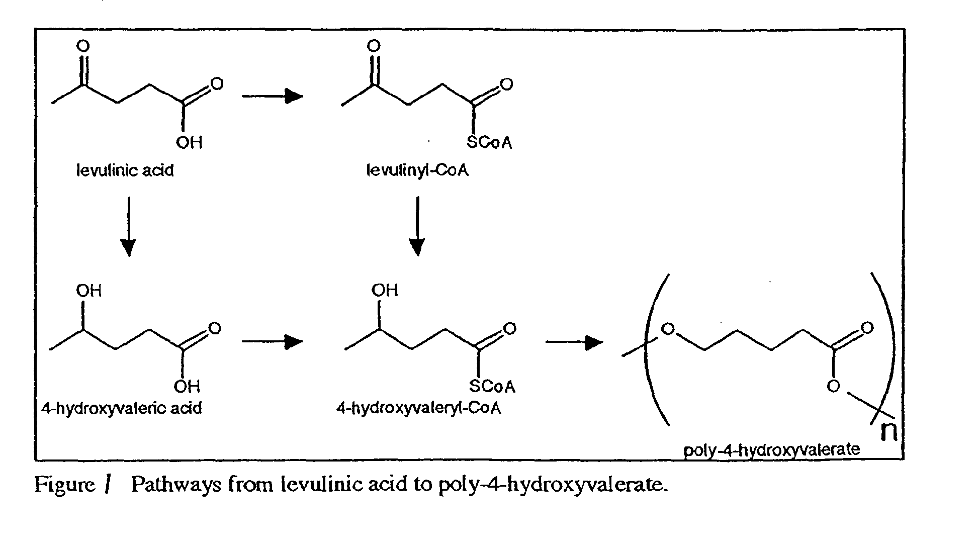 Patent EP2267133A2 - Method for making poly(3-hydroxyproprionate ...