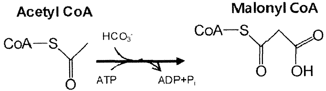 Malonyl-coa