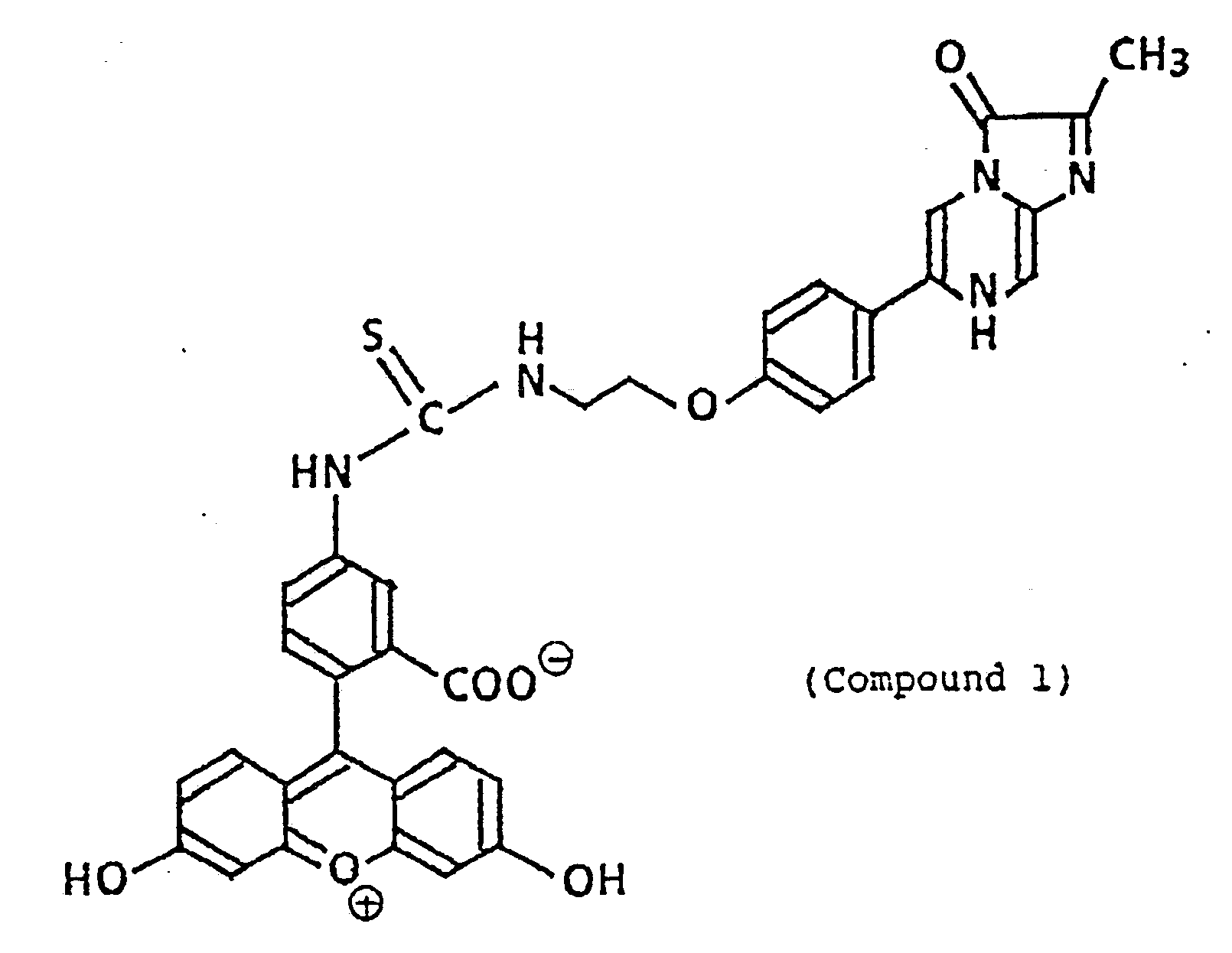 EP0389437A1 - Luciferin derivatives - Google Patents