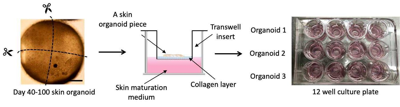 KR20220052847A - Modeling atopic dermatitis with human pluripotent stem ...