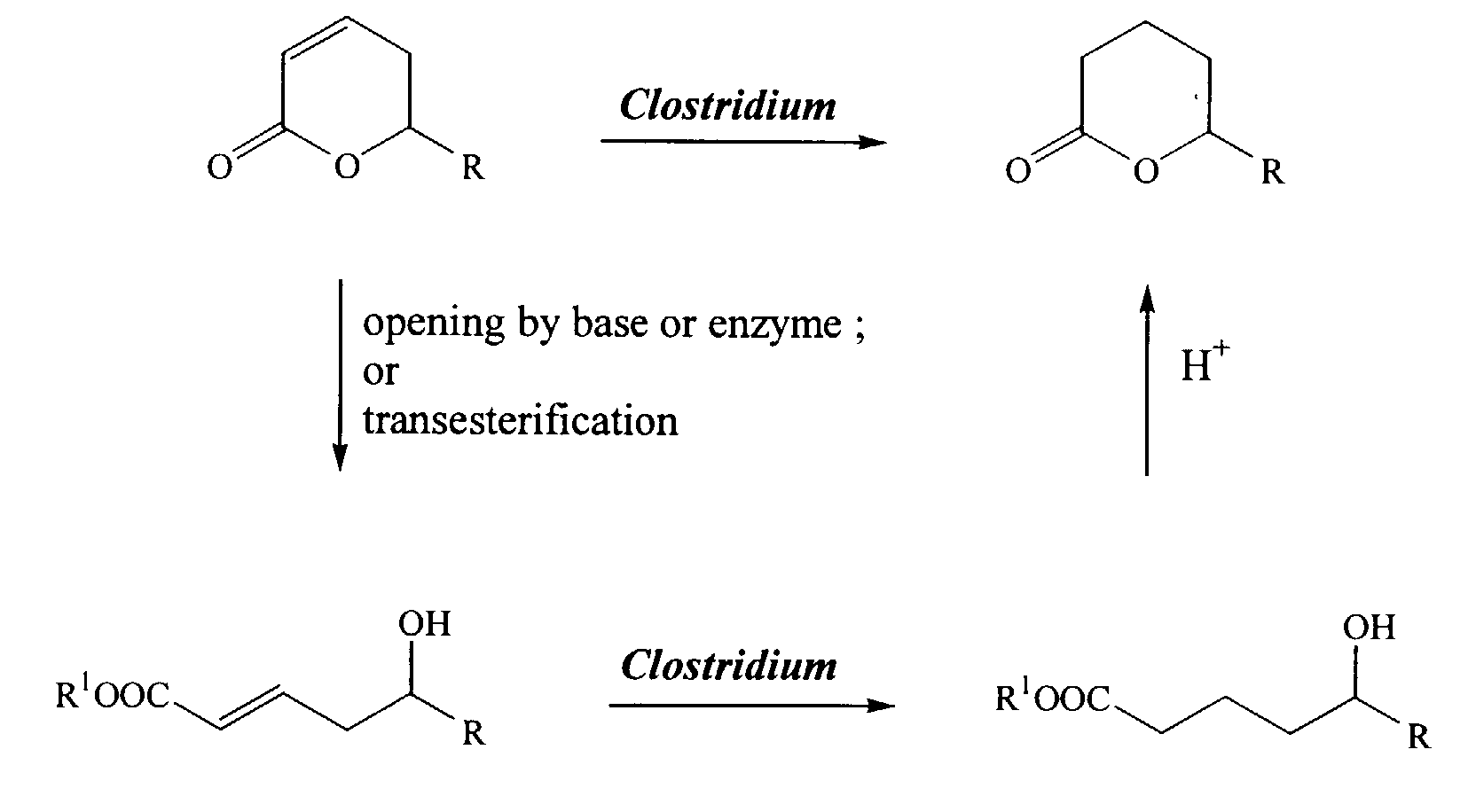 EP0899342A2 - Process for the biotechnological production of Delta ...